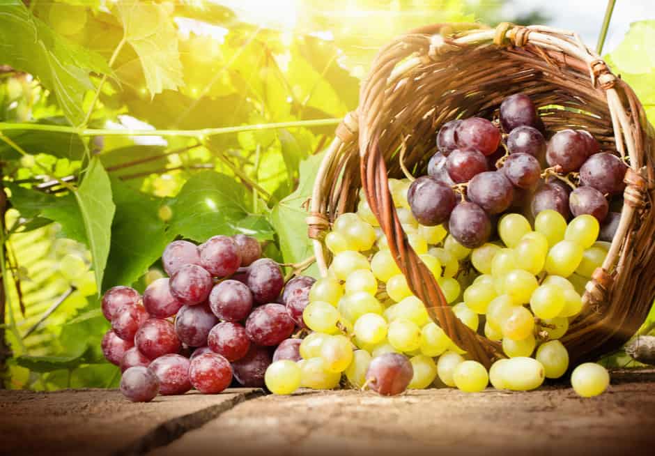 Le raisin : découvrez ses différentes variétés et comment le consommer ...