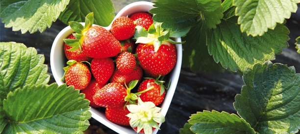 Printemps : La saison des fraises - La Vie Claire